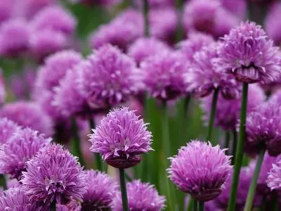 What is Flora and Fauna? - Why They Matter